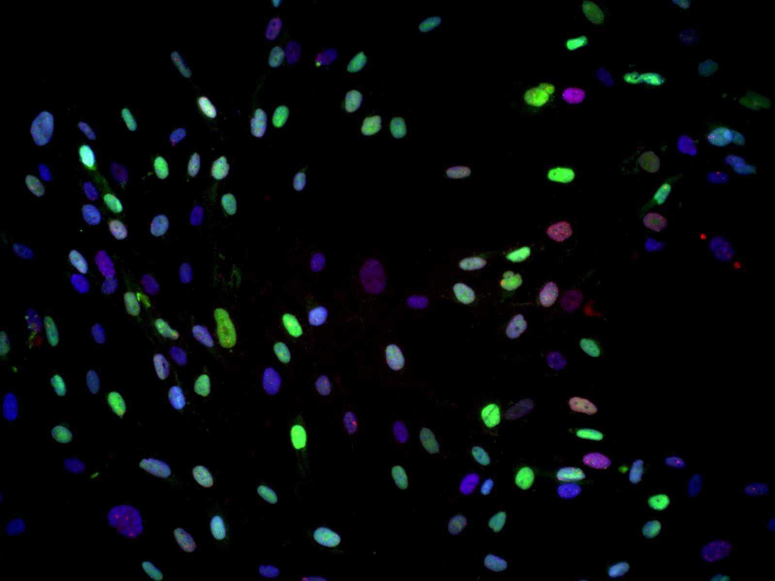 Creative Cell - MSCs