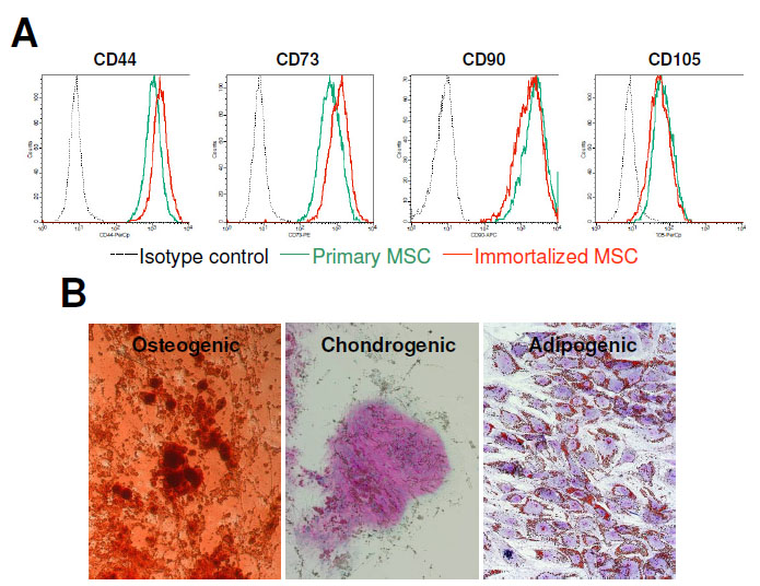 Creative Cell - Cell engineering